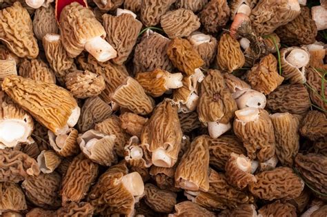 How To Find Morel Mushrooms And Avoid False Morels