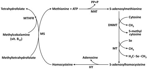 Biological Activity Of Selenium And Its Impact On Human Health PMC