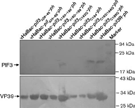 Immunofluorescence Microscopy To Visualize The Subcellular Localization