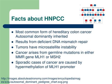 Ppt Mlh1 Hereditary Non Polyposis Colon Cancer Hnpcc Powerpoint