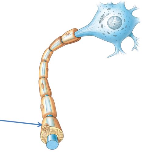 Glial Cells Flashcards Quizlet
