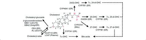 Metabolic Conversion Of Cholesterol Enzymatic Conversion Of Download Scientific Diagram