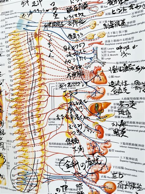 【病名に惑わされるな】～『起立性調節障害（od）』病気の引き金はtrigger‐pt®～ 【鍼使用本数日本一の治療院】鍼師おざわの治療哲学blog