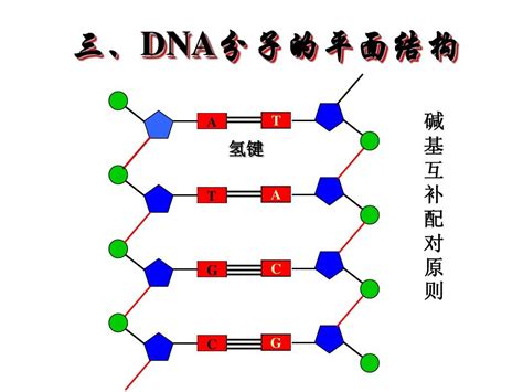 Dna分子结构式 千图网