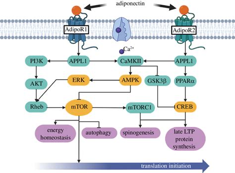 Signalling Cascades Of Synthetic And Endogenous Adipokines Schematic