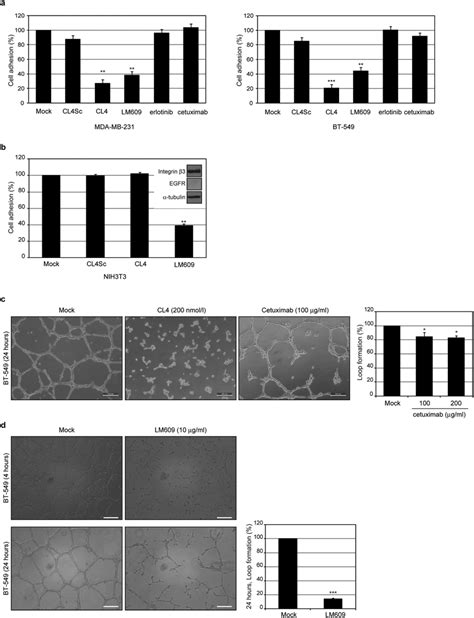 Cl4 Inhibits αvβ3 Dependent Cell Adhesion To Vitronectin A B Cells Download Scientific