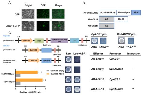 项目文章 If6 Atac Seq联合rna Seq揭示转录因子agl18通过乙烯 生长素交互作用调控番木瓜成熟 知乎