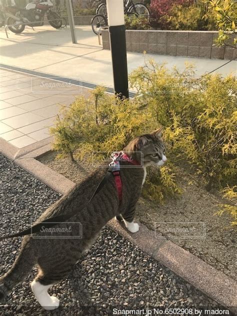 猫を抱いている人の写真・画像素材 6502908 Snapmart（スナップマート）