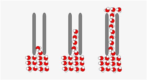 Download Capillary Action Of Water Capillary Action Water Molecules