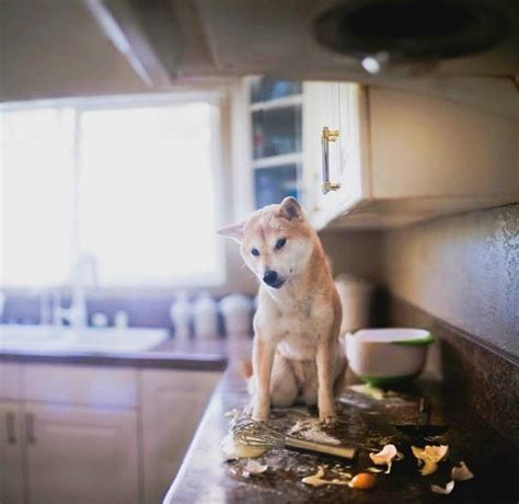 Funny Dog Stories Memes And More Barkpost She Dog Barkpost Dogs