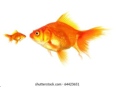 Thousand Big And Small Royalty Free Images Stock Photos Pictures Shutterstock