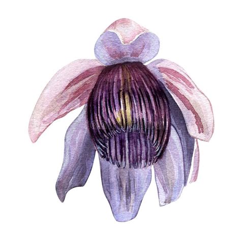 Passion Flower Watercolor Illustration Isolated On White Background