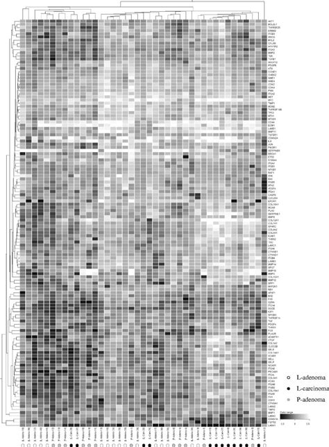 Hierarchical Clustering Of Expression Levels In Colon Tumors