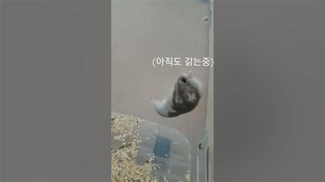 탈출을 시도하는 햄스터 Youtube