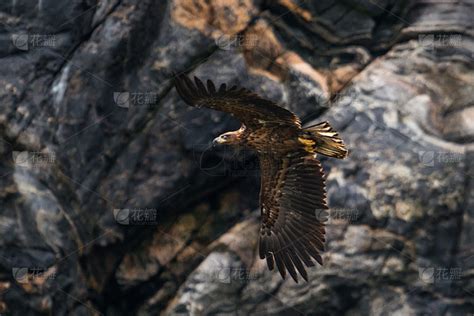 海鹰在飞翔