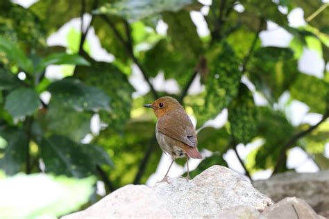 コマドリ駒鳥残念ながらは撮り逃がす 隣町の小さな公園 手持ちのまっちゃんのほどらいこ日記 楽天ブログ