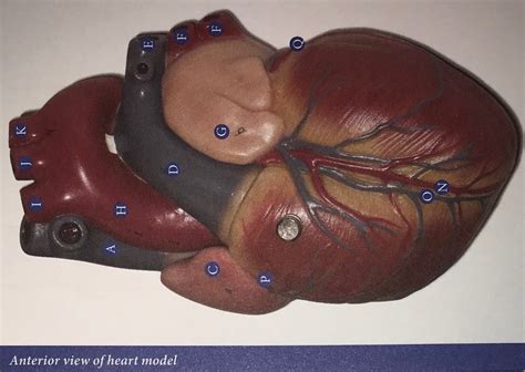 Anterior View Of Heart Diagram Quizlet