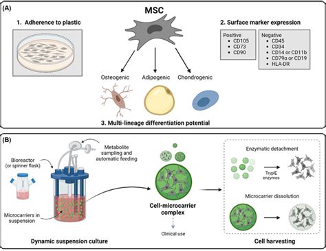 Microcarrier Innovations For Large Scale Mscs Expansion Smart Biomaterials And µ Solutions