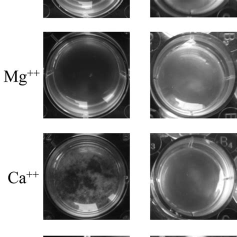 H Volcanii Pibd Processes Class Iii Signal Peptide Containing