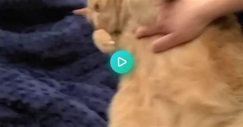 The Chonkasaurus Getting Her Morning Rubs Album On Imgur