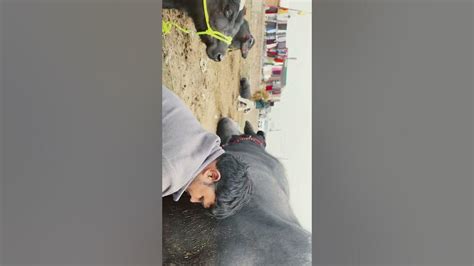 Buffalo Milkingcowhandgircow Farming Cowmilkingbyhand Youtube
