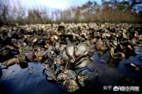 生蚝和牡蛎是同一种东西吗 知乎