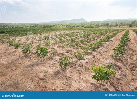 Cassava Plantation Farming Growing Of Cassava Stock Image Image Of
