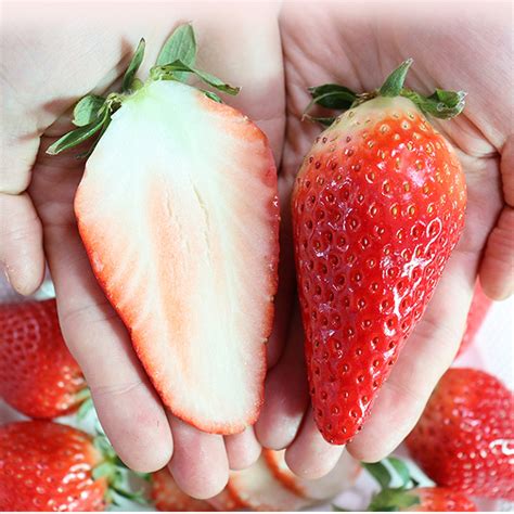 킹스베리 딸기 1kg 35g이상 논산 주먹만한 딸기 홈플러스 택배배송