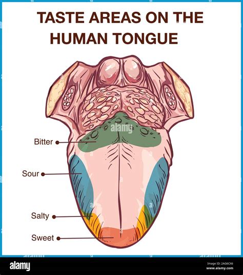 Albums 100 Pictures Diagram Of The Tongue And Taste Buds Completed