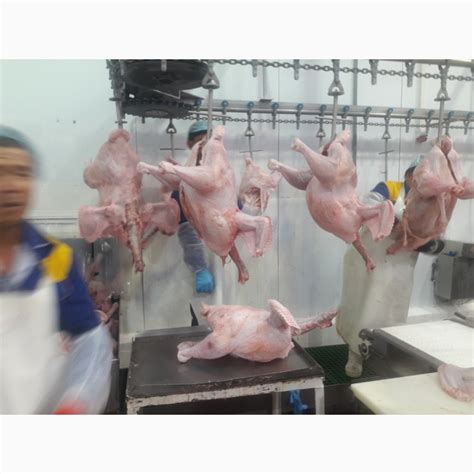 Продаю мясо индейки в ассортименте — Agro Kazakhstan