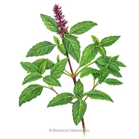 Basil Seeds Botanical Interests
