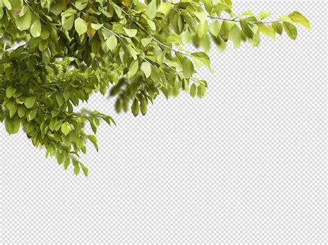 Hojas Aisladas Sobre Fondo Blanco Archivo Psd Premium