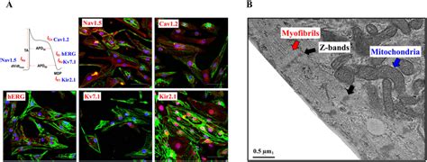Structural And Functional Characterization Of Hpsc Derived Download Scientific Diagram