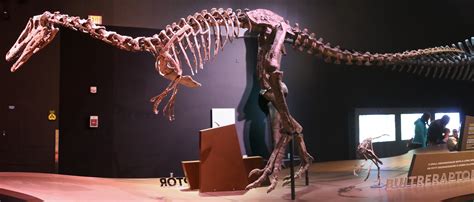 Austroraptor Skeleton