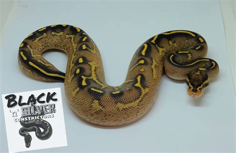 Freeway Ball Python By Black N Silver Constrictors Morphmarket