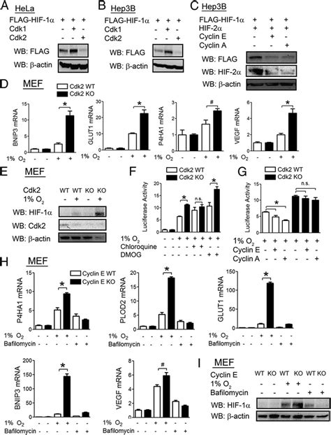 Cdk2 Down Regulates Hif 1α Protein Levels A And B Hela A And Hep3b