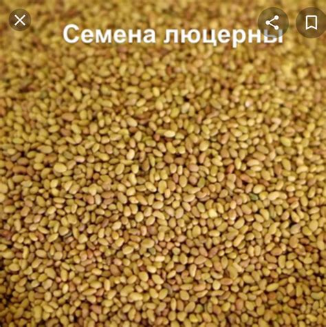 Семена Люцерны в наличии и под заказ