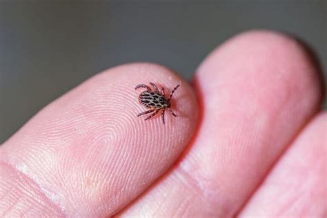 Which Tick Borne Diseases Are Most Common Throughout Texas