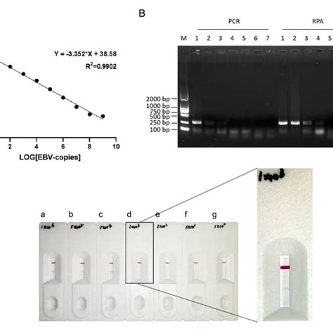 Comparison Of The Sensitivity Of The Pcr And Rpa Lfa Methods For Ebv