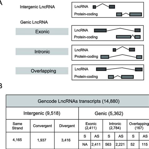 Features Of Lncrna Gene Structure A Number Of Exons Per Transcripts Download Scientific