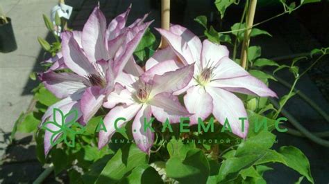 Купить Клематис Омоширо (Omoshiro) — АС-Клематис