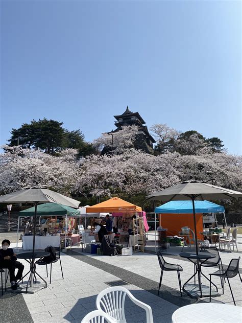 真下昌景 刀竜門 on Twitter 丸岡城桜月の宴が開幕 武者なりきり体験やってますペット鎧もあるよ ペット鎧と家康様の共演が
