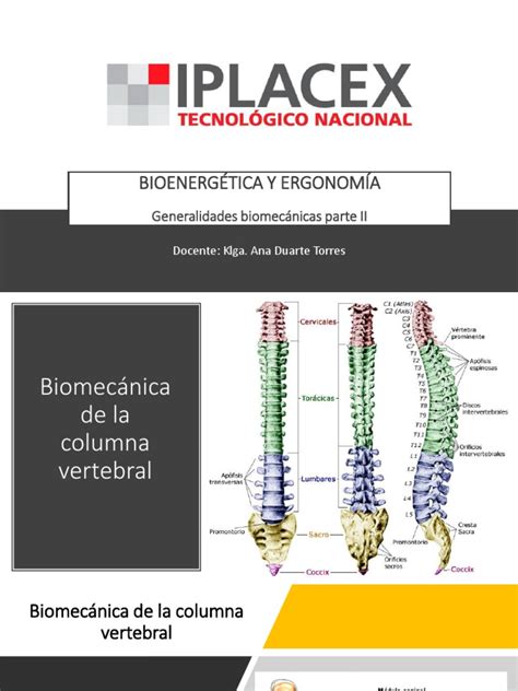 Clase 4 Biomecanica Columna Y Eeii Pdf La Columna Vertebral Tobillo