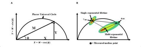 A A Graphical Representation Of A Phasor Graph Raw Data Is Download Scientific Diagram