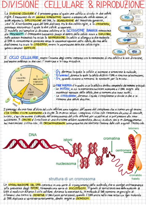 Riassunto Divisione Cellulare Schemi E Mappe Concettuali Di Biologia