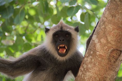 Very Angry Grey Langur Monkey