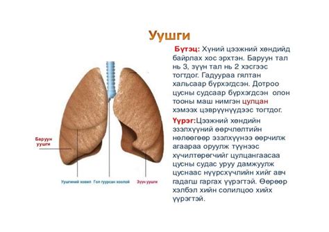 Biology 9grade 2