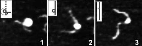 Mica Functionalization For Imaging Of Dna And Protein Dna Complexes With Atomic Force Microscopy