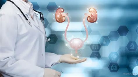 Understanding The Trigone Of The Bladder Structure And Clinical Significance Healthok Global