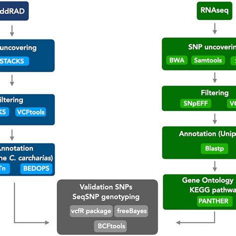 Overview Of SNP Uncovering From DdRAD And RNAseq Analysis Performed